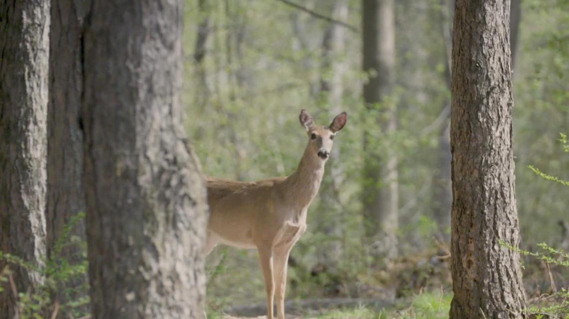 Missouri's top deer hunting counties during new season | ksdk.com