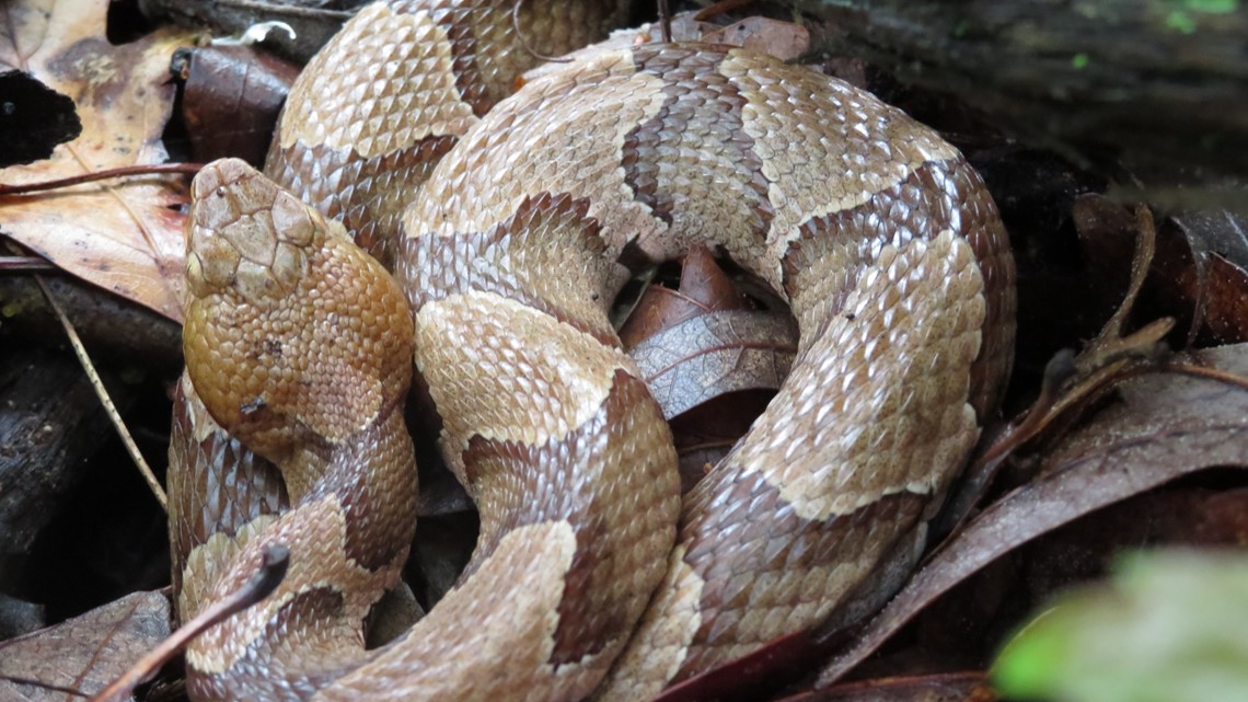 Researchers tracking snakes at Powder Valley in St. Louis County | ksdk.com