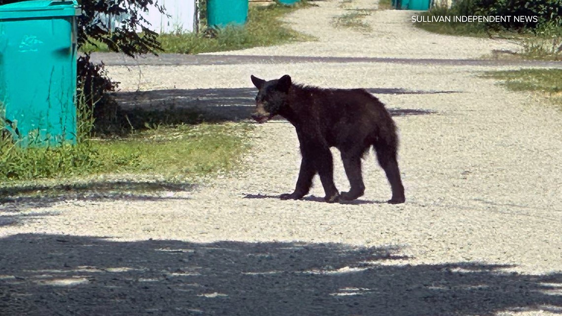 Black bear cub spotted in Sullivan, Missouri | ksdk.com