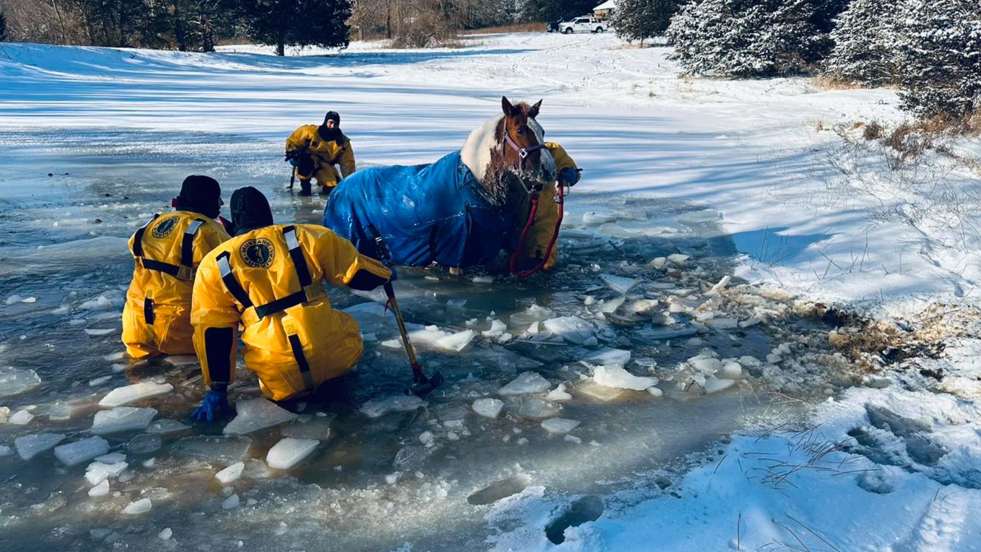 Firefighters rescue horses from icy pond in Cuba, Missouri | ksdk.com