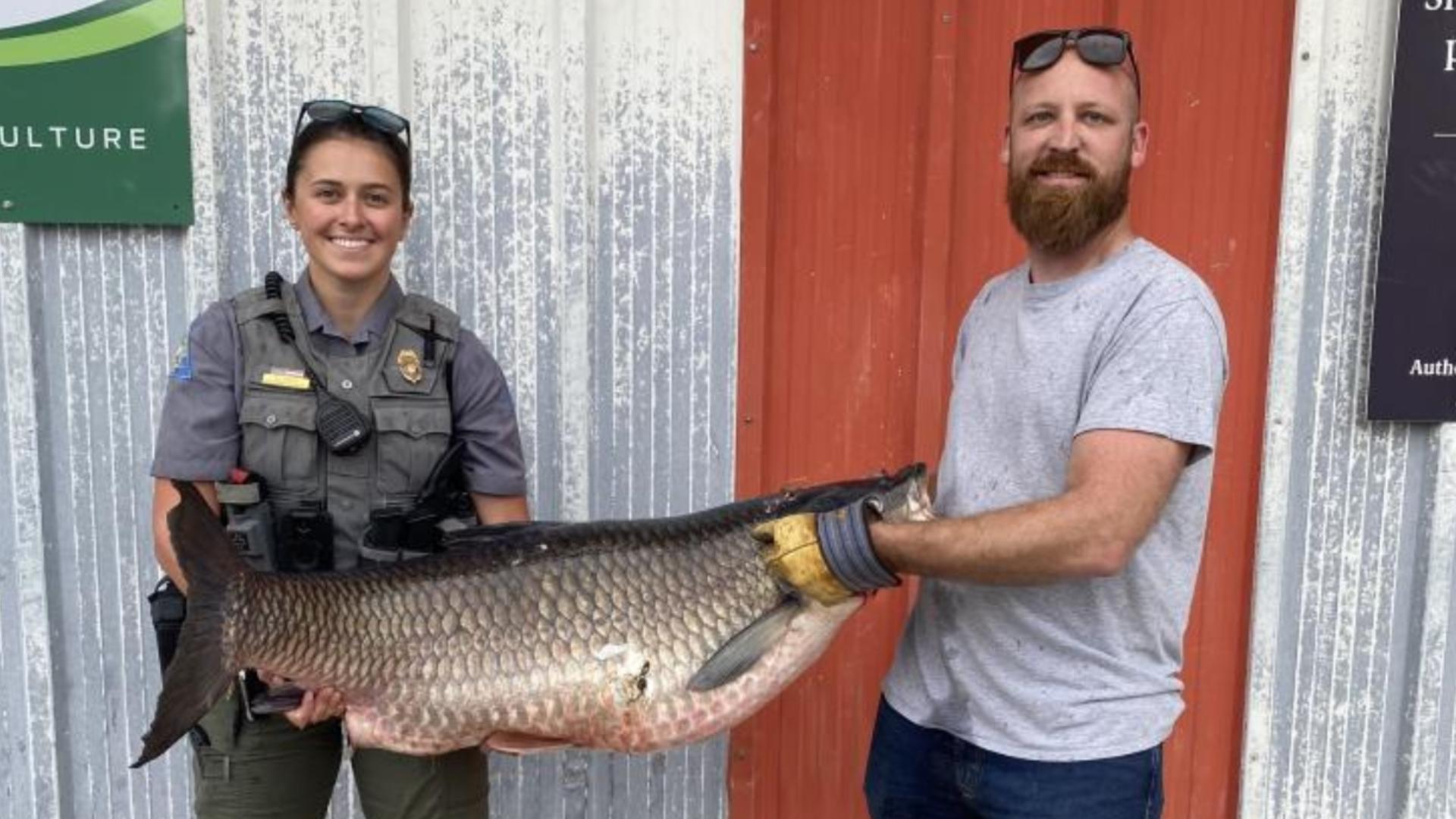 New Missouri fishing record set by massive grass carp | ksdk.com