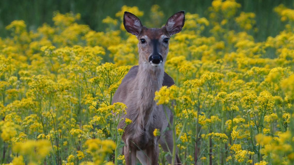 Deer infest one of Missouri's largest cities. A 'strategic cull' is underway | ksdk.com