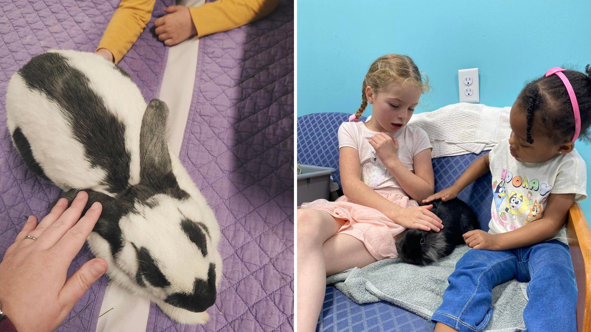 Missouri nonprofit urges caution in rabbit purchases this Easter | ksdk.com