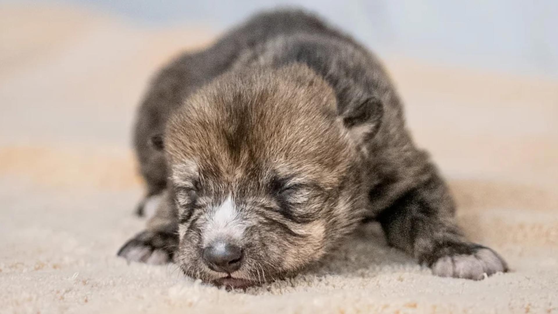 Endangered wolf pups embark on 'life-changing' journey, 10 days after ...