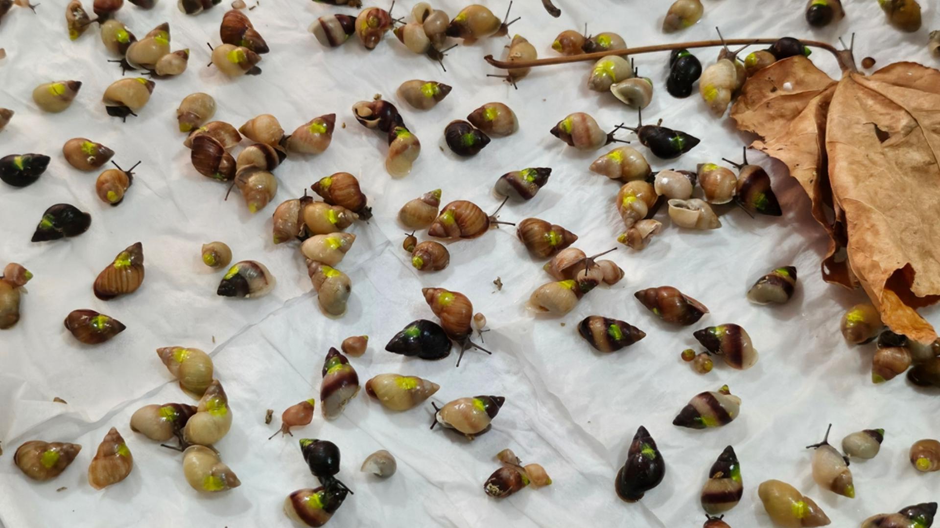 Very tiny snail the first to come back from extinction, Zoo says | ksdk.com