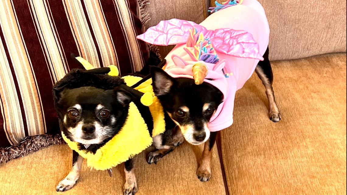 St. Louis families brave chilly temps for trick-or-treating | ksdk.com