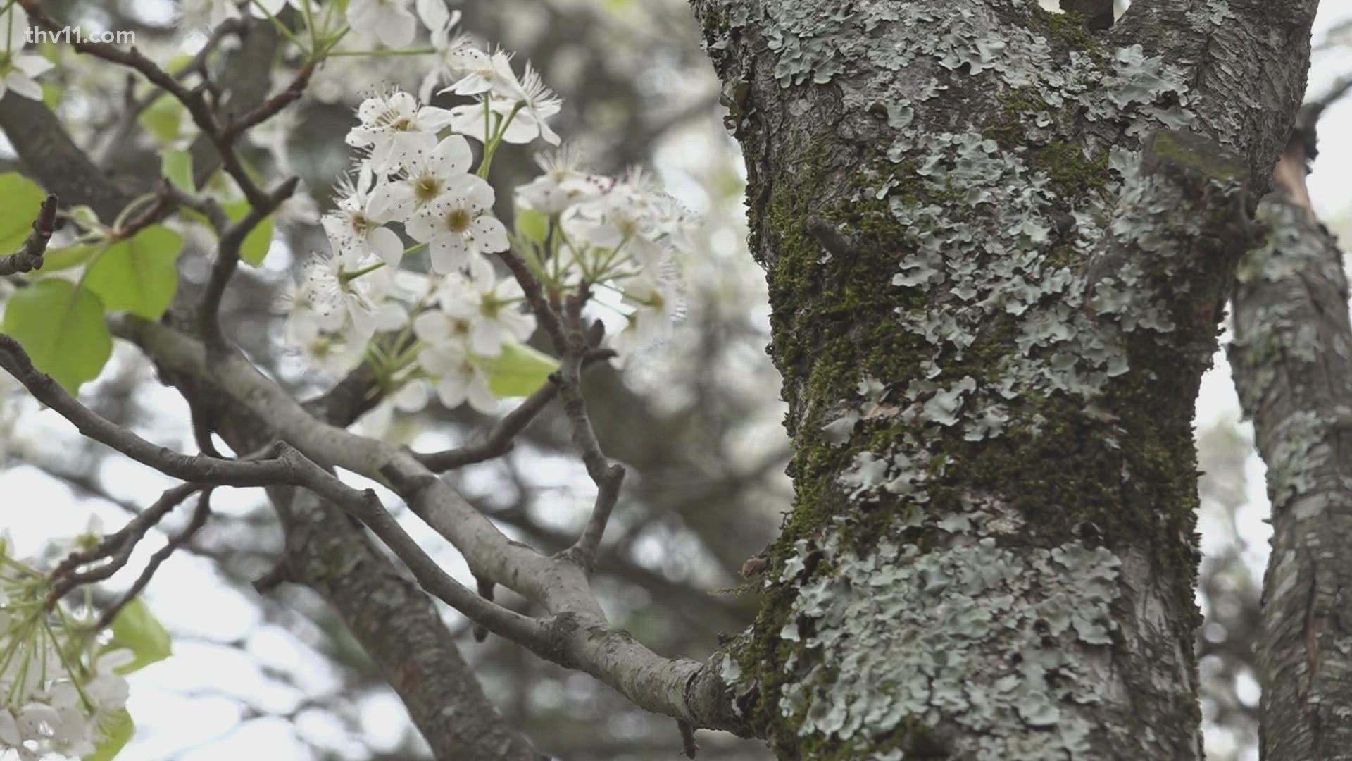 How you can get rewarded for chopping down a Callery pear tree | ksdk.com