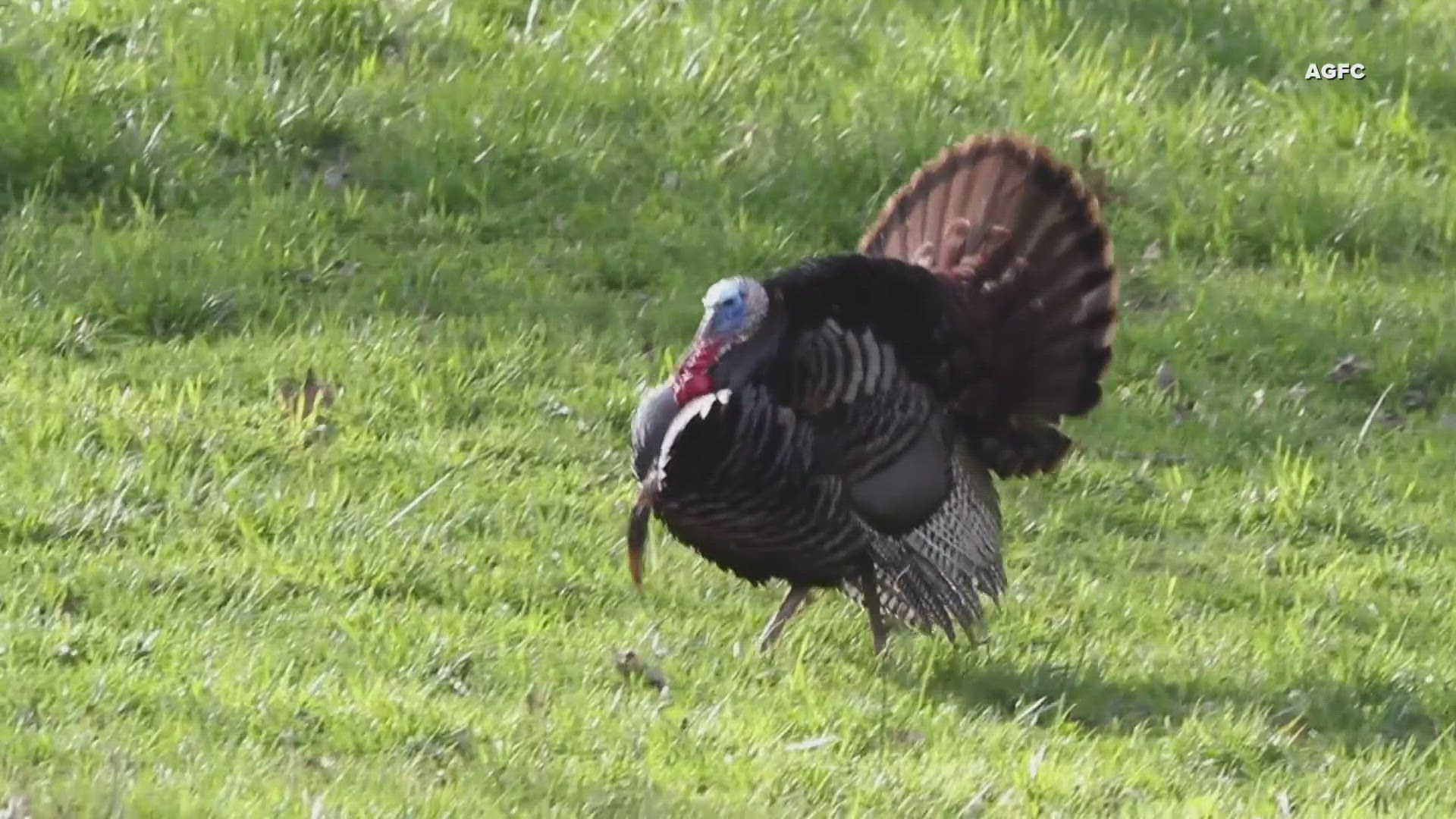 Missouri turkey hunting totals: Spring 2024 | ksdk.com