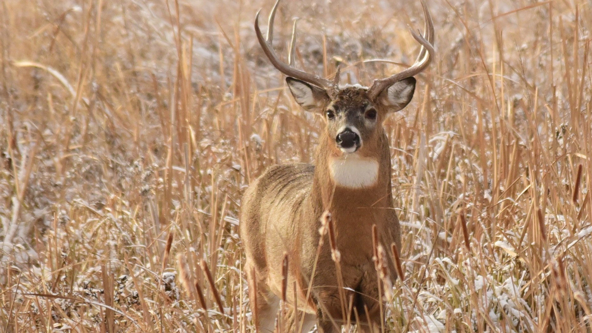 CWD in Missouri deer increased in 2023, but not by much | ksdk.com