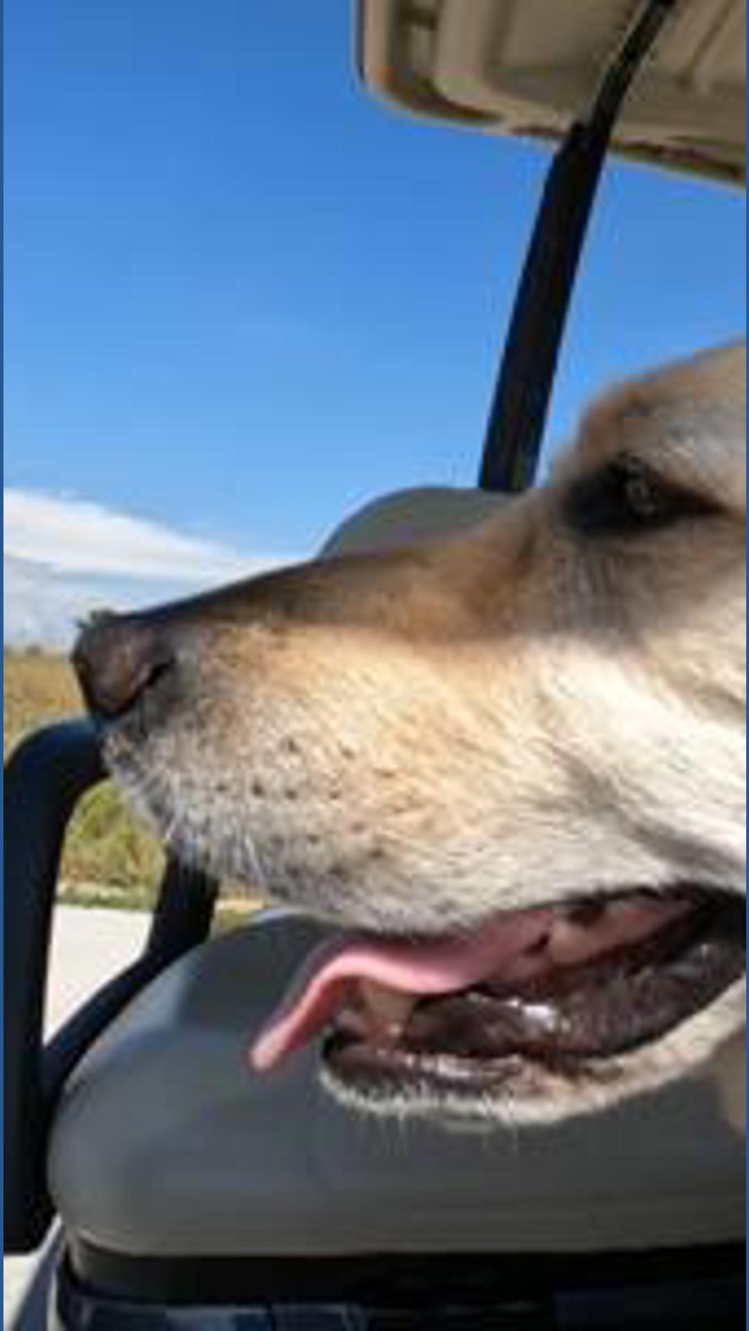 Veteran's life saved by service dog during AFib episode | ksdk.com