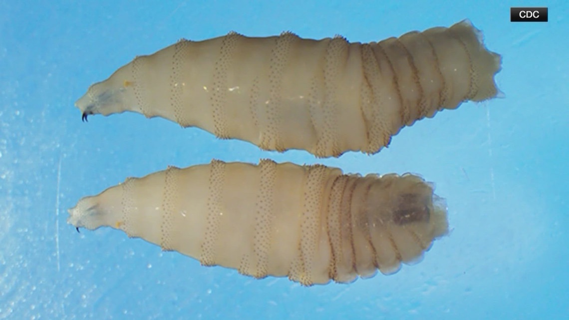 'All hands on deck' | US prepares for infestations of flesh-eating fly ...