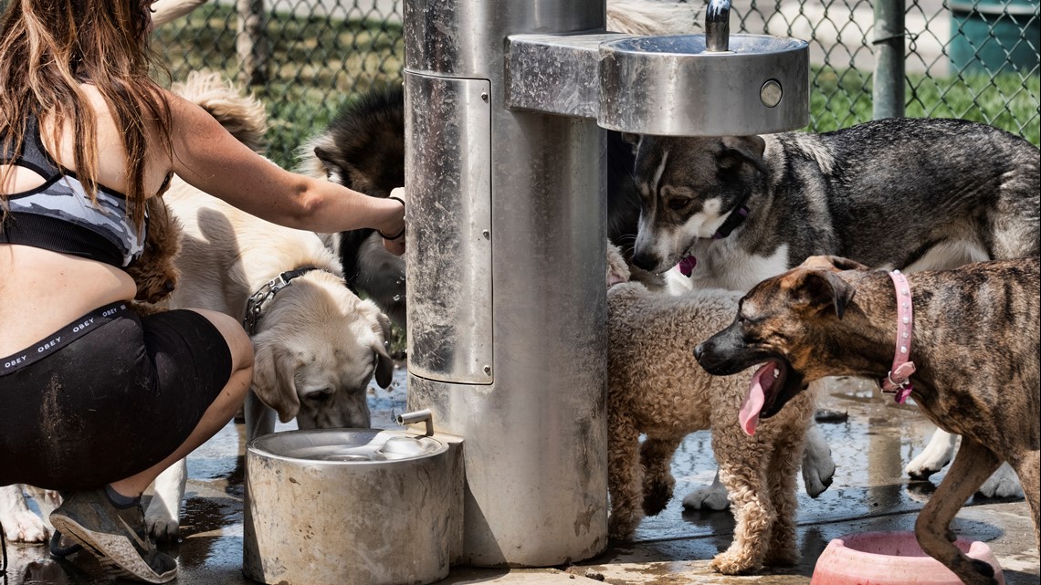 Here's how to keep pets safe and beat the heat | ksdk.com