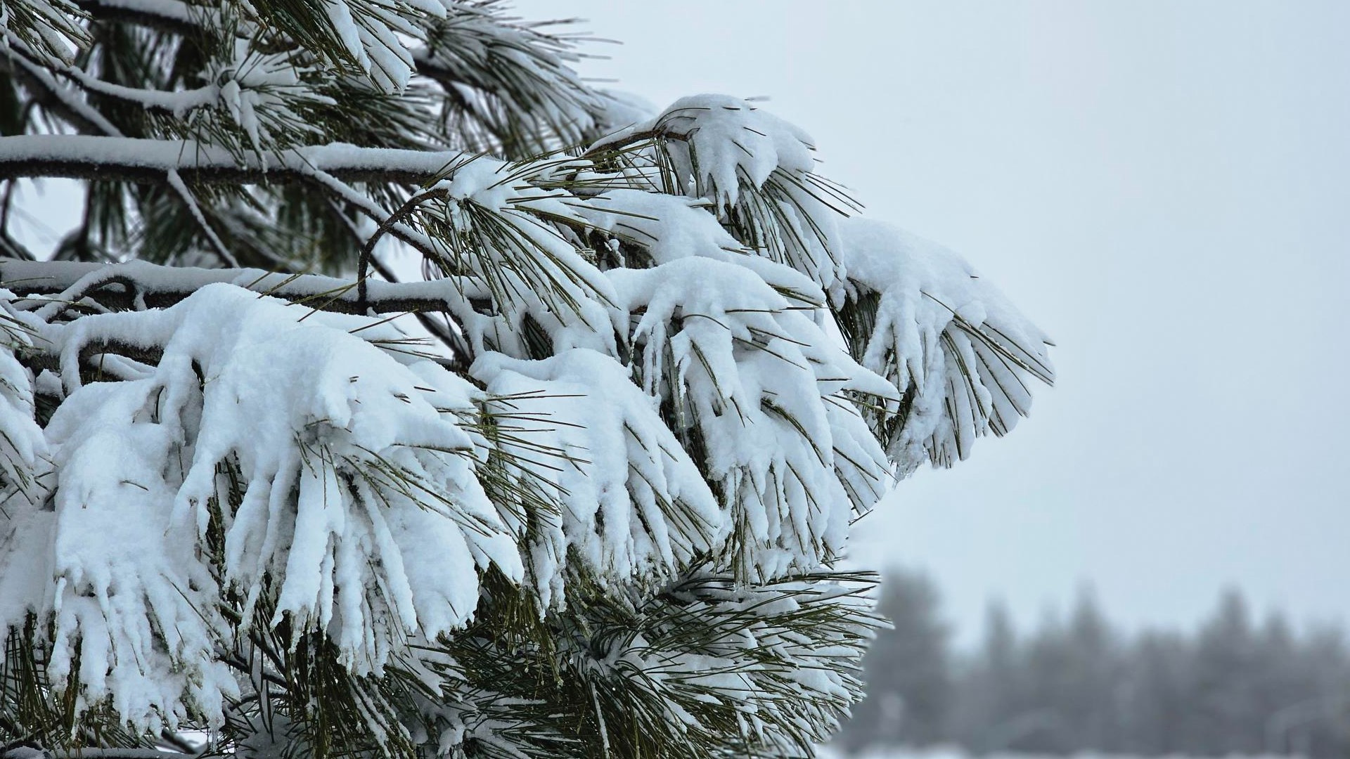 City-by-city snow totals near St. Louis, Missouri | ksdk.com