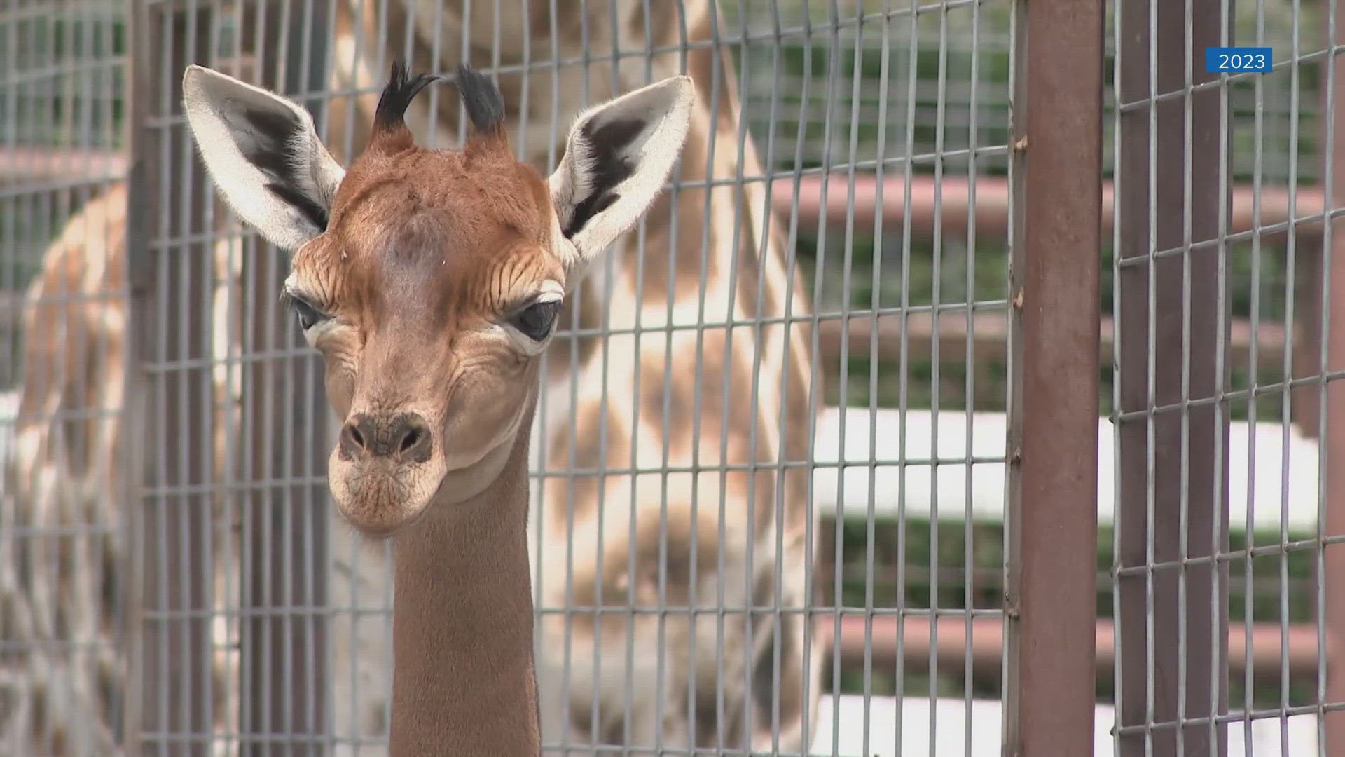 'Kipekee,' the spotless giraffe born at Tennessee zoo, has died | ksdk.com