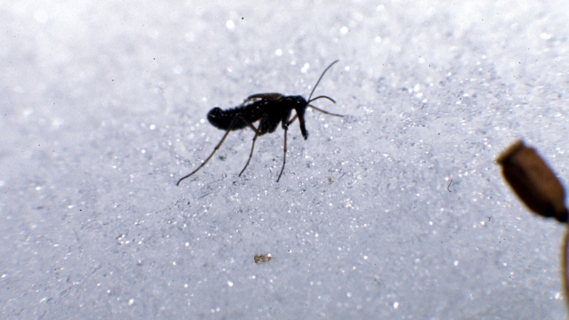 What are snow fleas? Why tiny black bugs show up on snowy days | ksdk.com