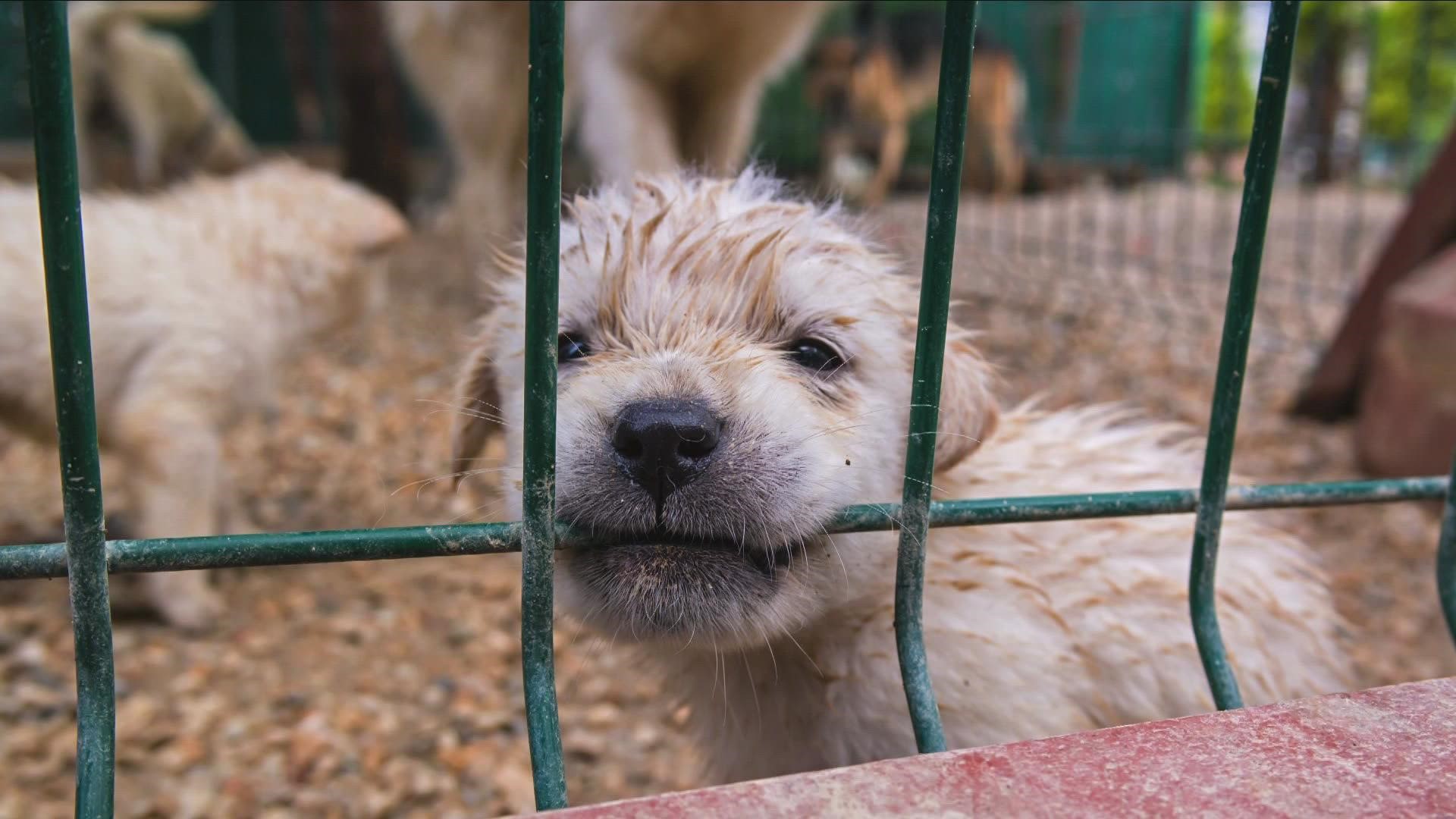Missouri puppy mill problem worst in nation, report says | ksdk.com