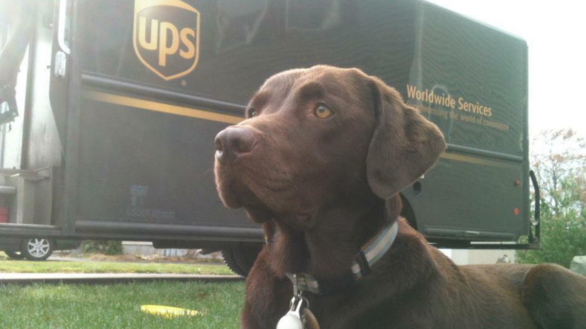 Bond between dogs and delivery drivers on display with 'UPS Dogs ...