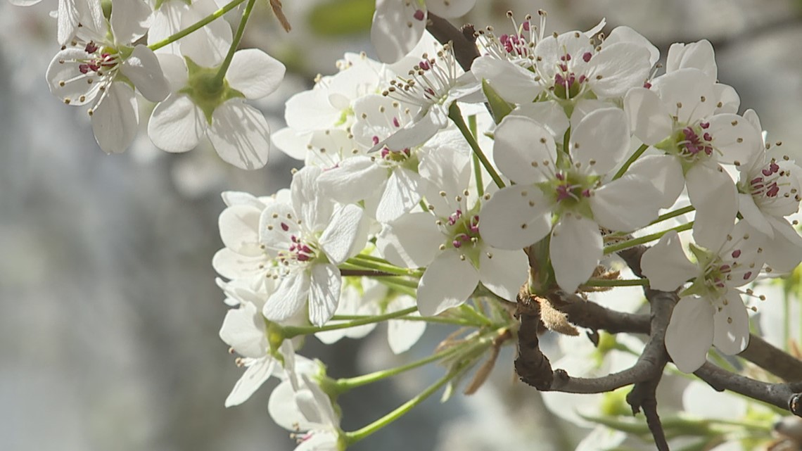 Bradford pears stink up St. Louis. Here's why, and how to get rid of ...