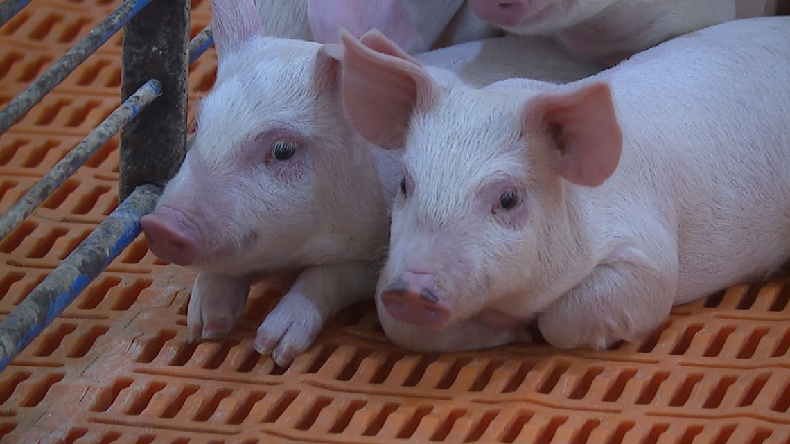 Missouri's genetically modified pigs may soon get FDA approval | ksdk.com