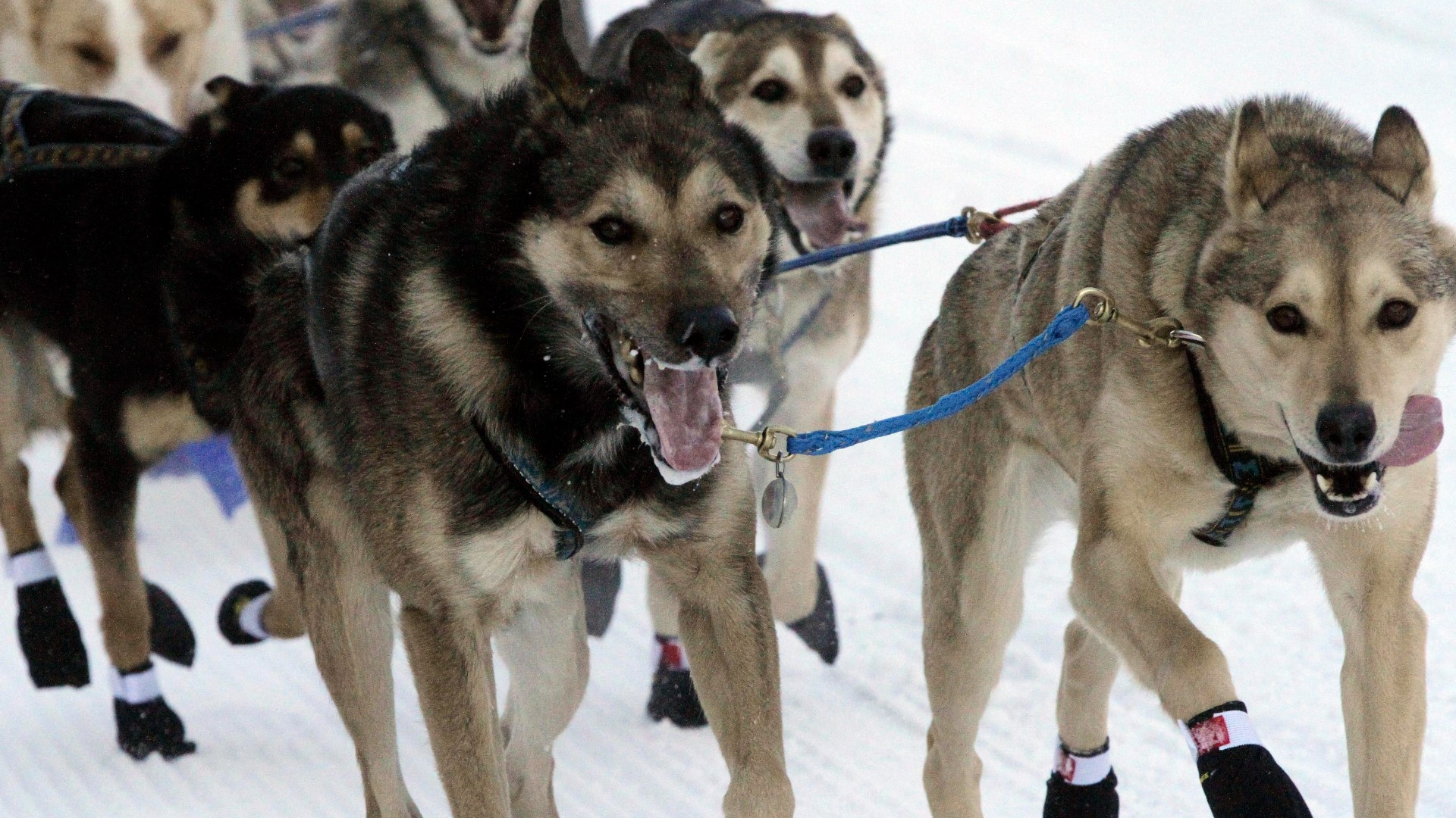 Iditarod sled dog race kicks off trek across Alaska | ksdk.com