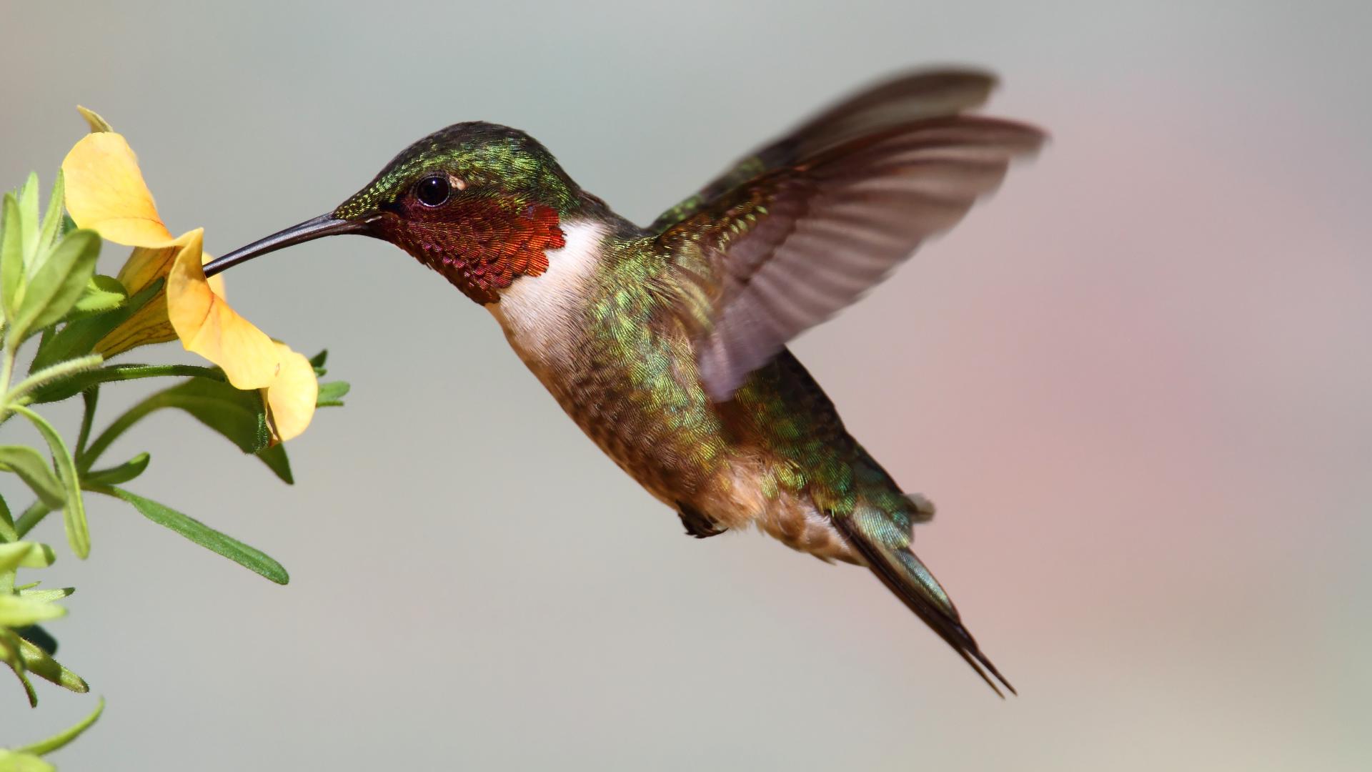 Hummingbird migration: Where are they now? | Map | ksdk.com