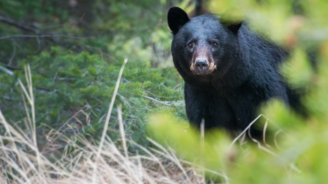 Bear sightings prompt warnings in Franklin County | ksdk.com