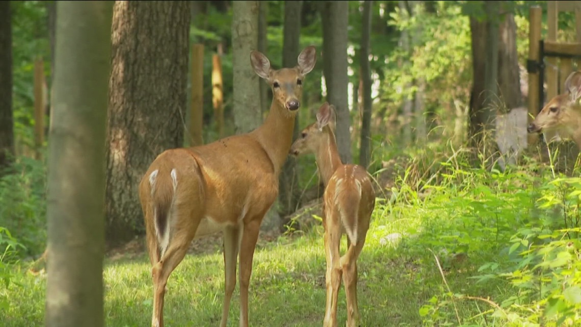Missouri November deer season sees much lower harvest than usual | ksdk.com