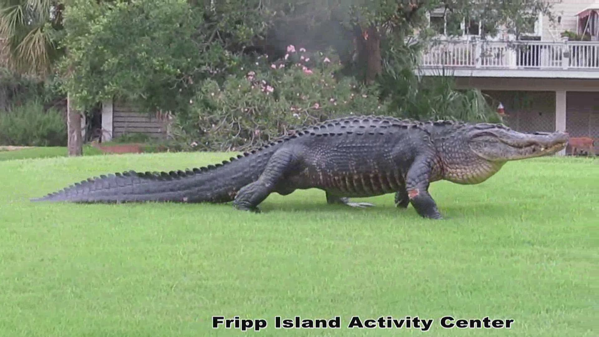 Massive gator takes stroll down South Carolina golf course | ksdk.com