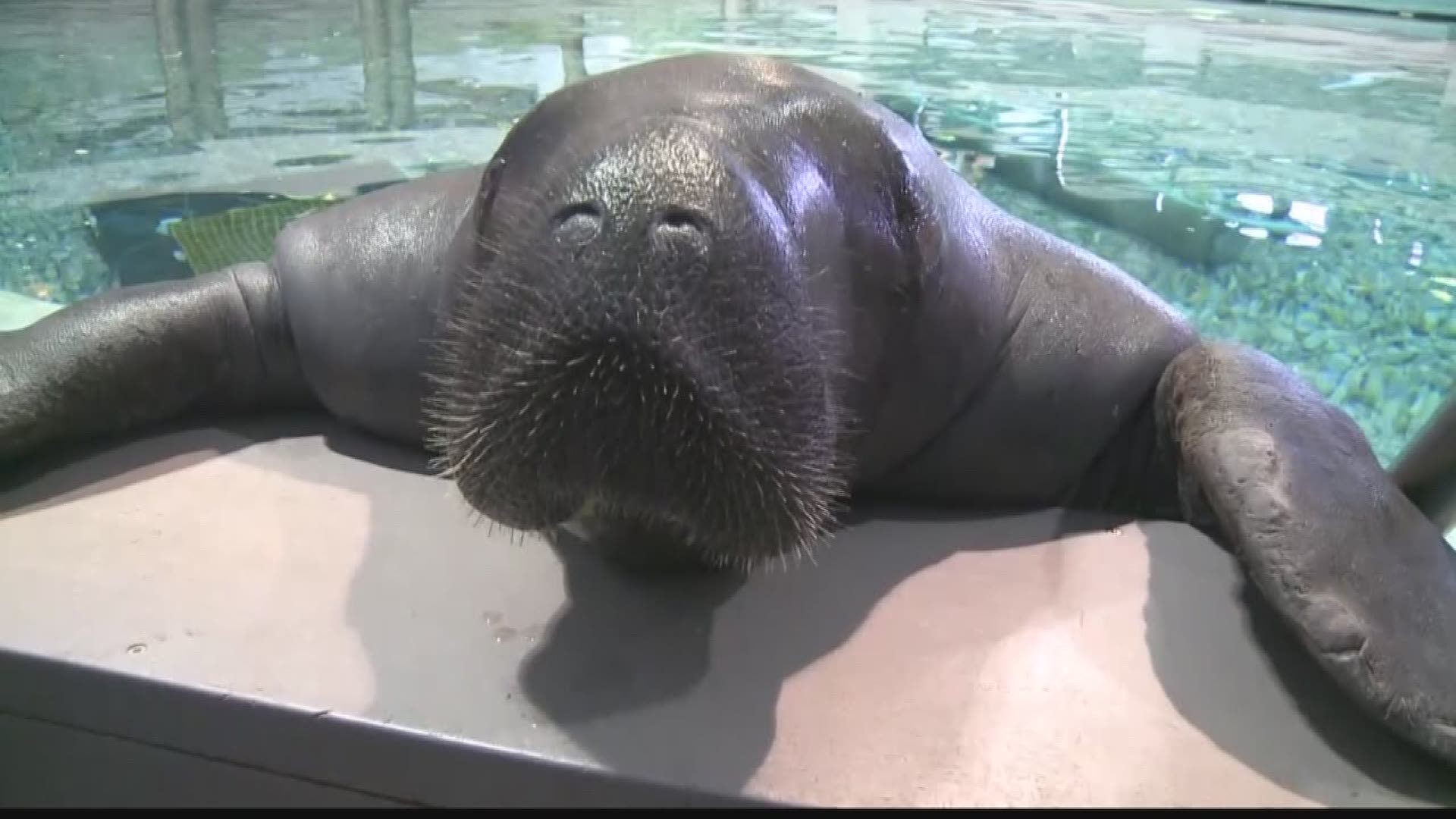 Snooty, the oldest known living manatee, dies in 'heartbreaking ...