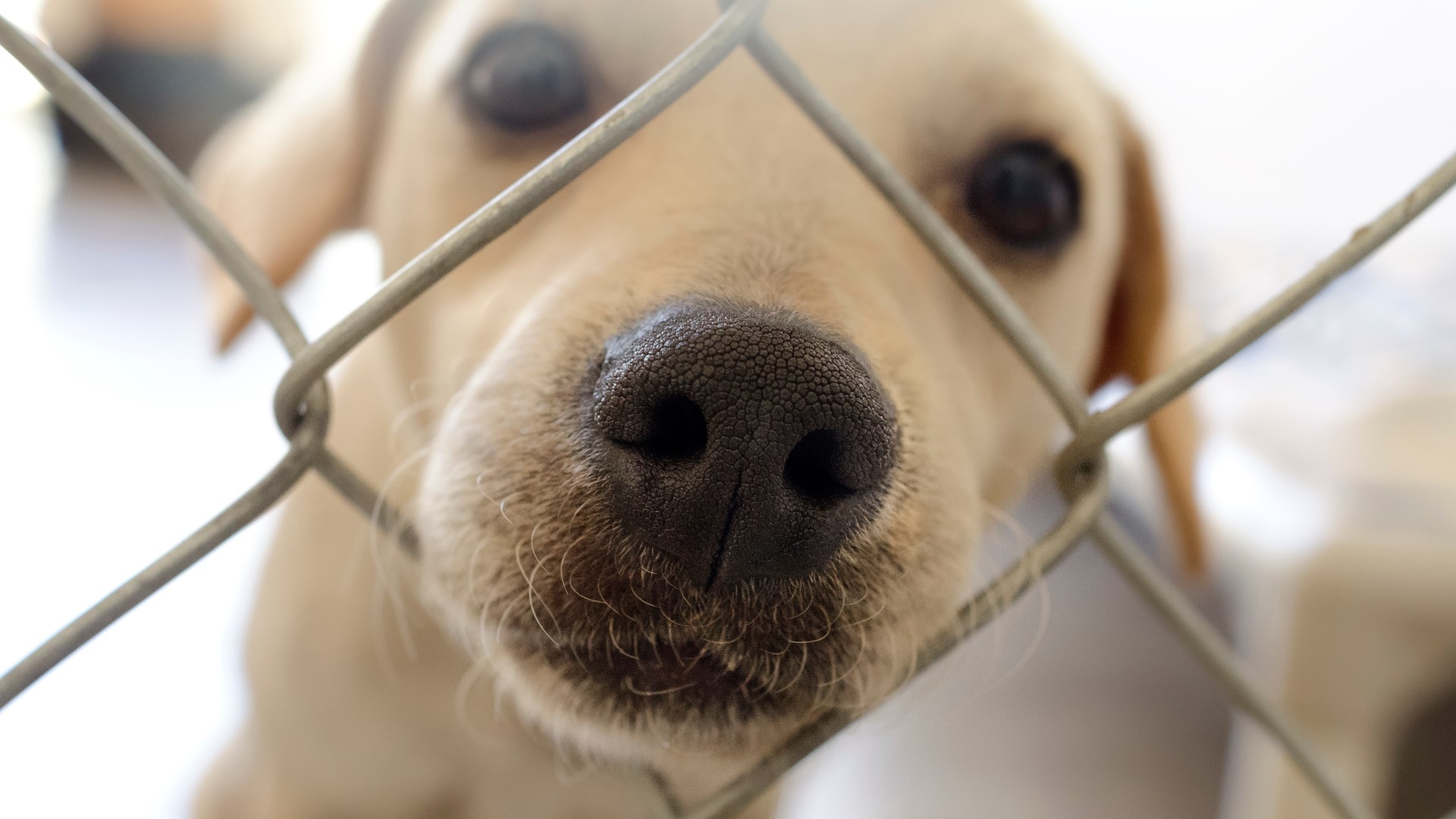 Helping Strays of Monroe County needs fosters for dogs, cats | ksdk.com