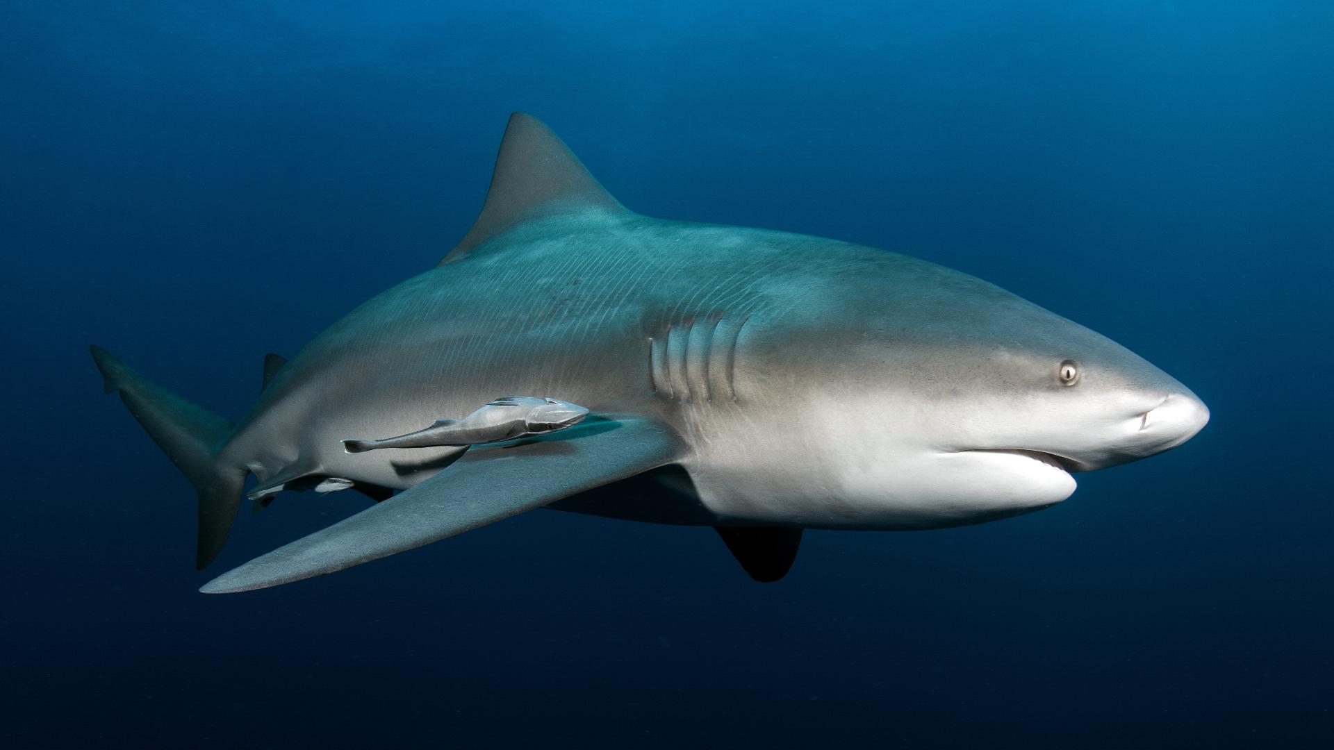 Video appears to show shark attacking man in Florida Panhandle | ksdk.com