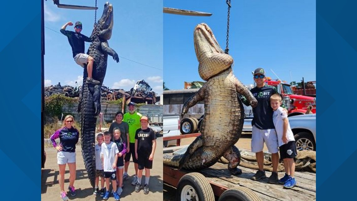 Hunters catch 920-pound gator in Central Florida | ksdk.com