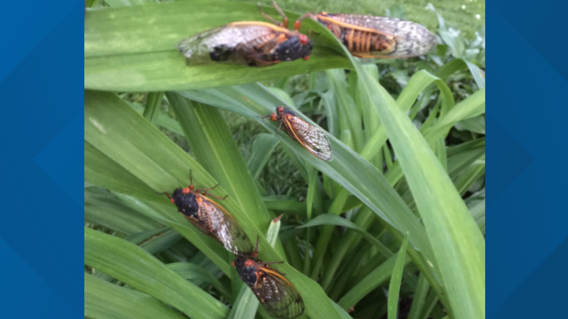 Cicadas underground for 17 years start to emerge | ksdk.com