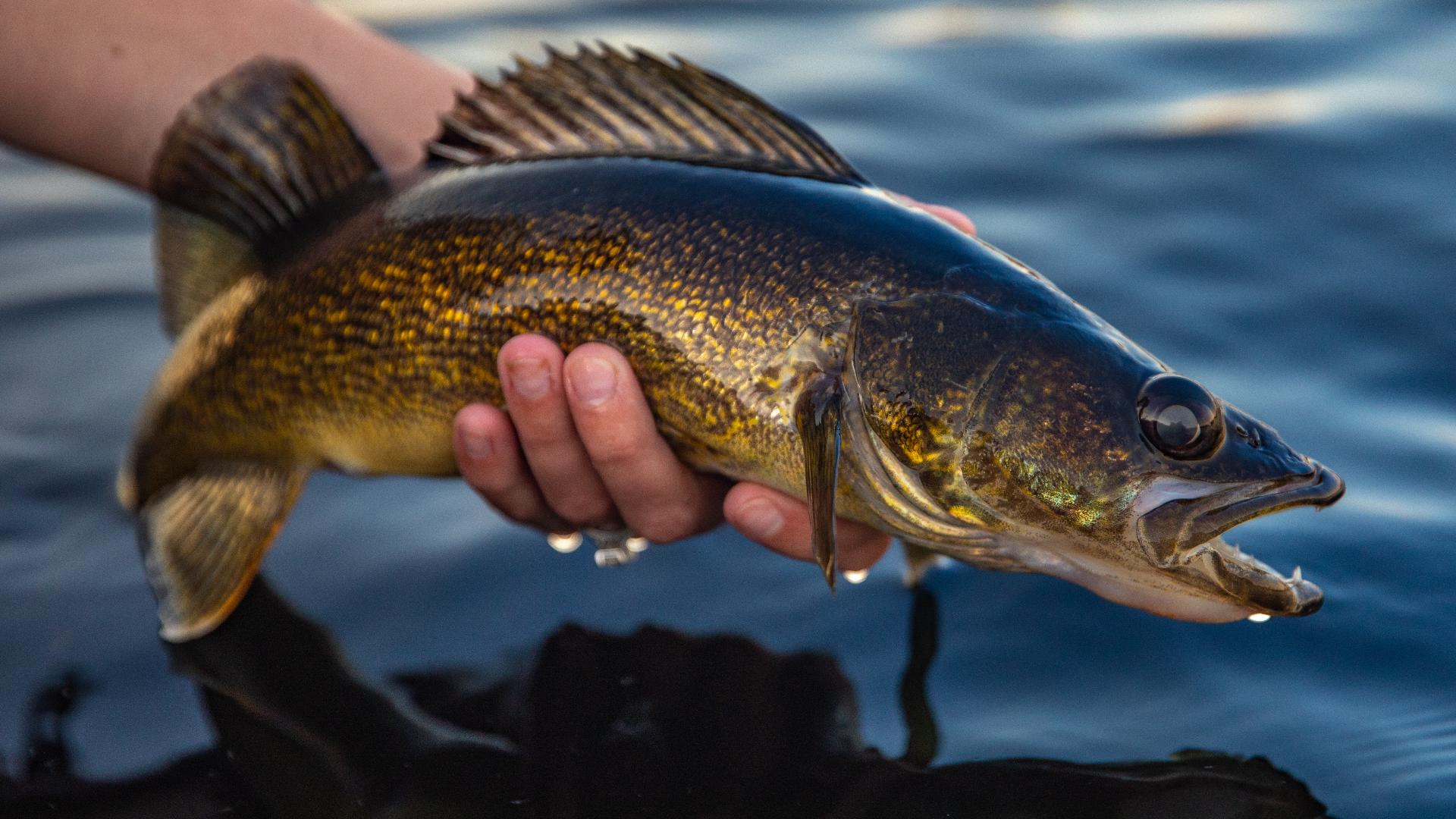 Rare Missouri fish disease warning released by MDC | ksdk.com